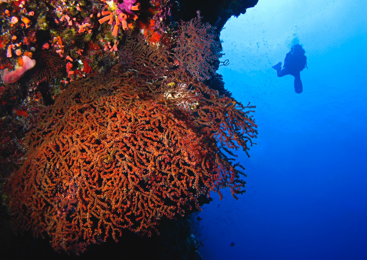 Diving in the Maldives - Maldivers Diving Centre